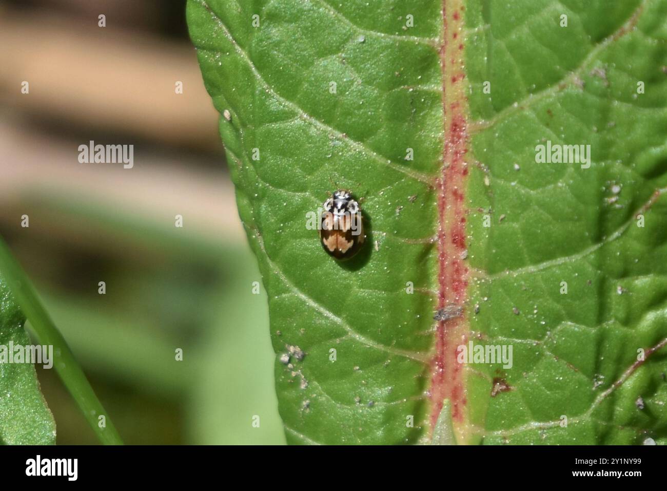 Painted Ladybird (Mulsantina picta) Insecta Stock Photo - Alamy