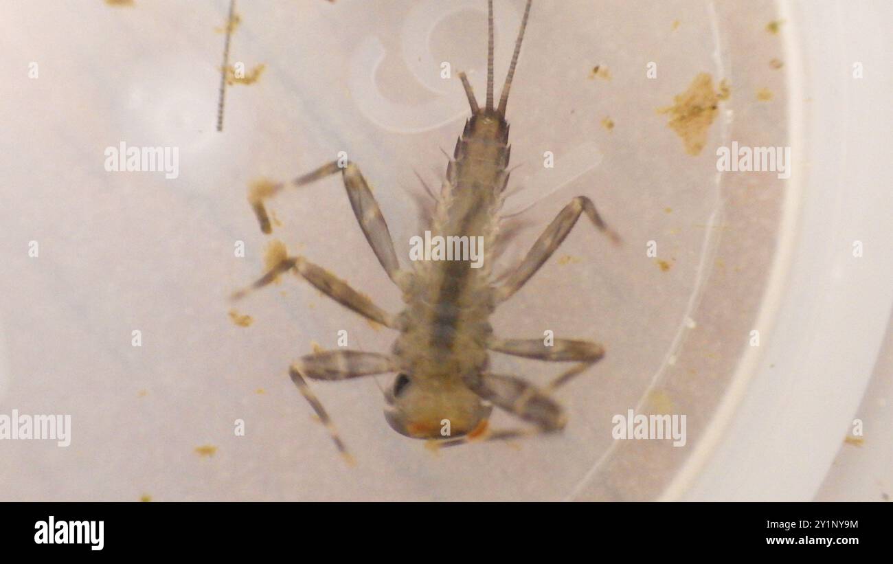 Orange Cahill (Stenacron interpunctatum) Insecta Stock Photo - Alamy