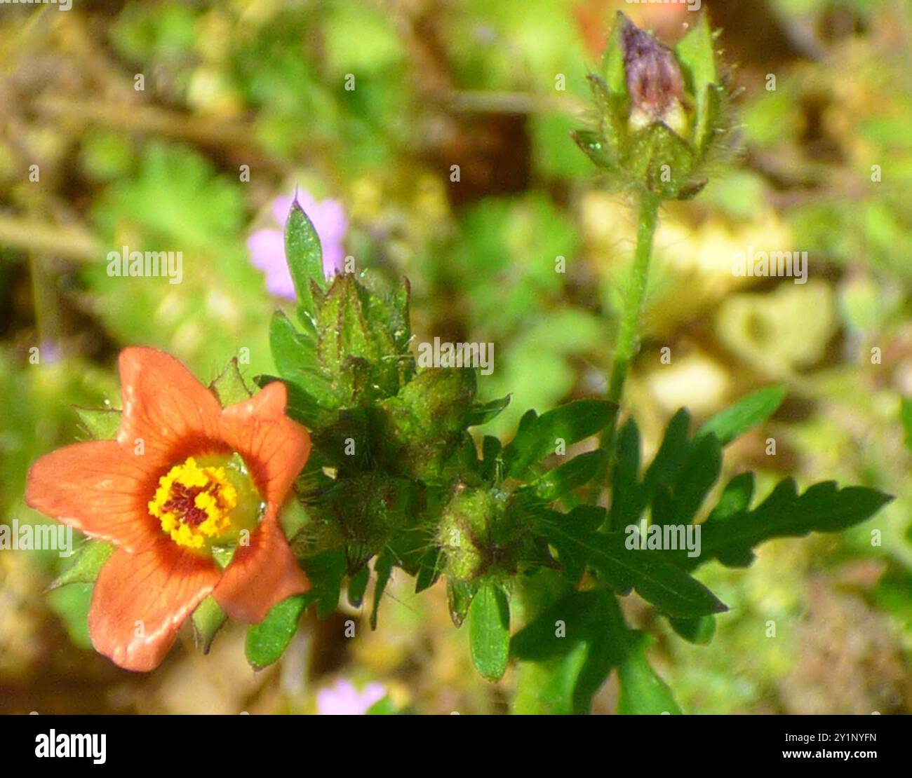 Carolina Bristlemallow (Modiola caroliniana) Plantae Stock Photo - Alamy