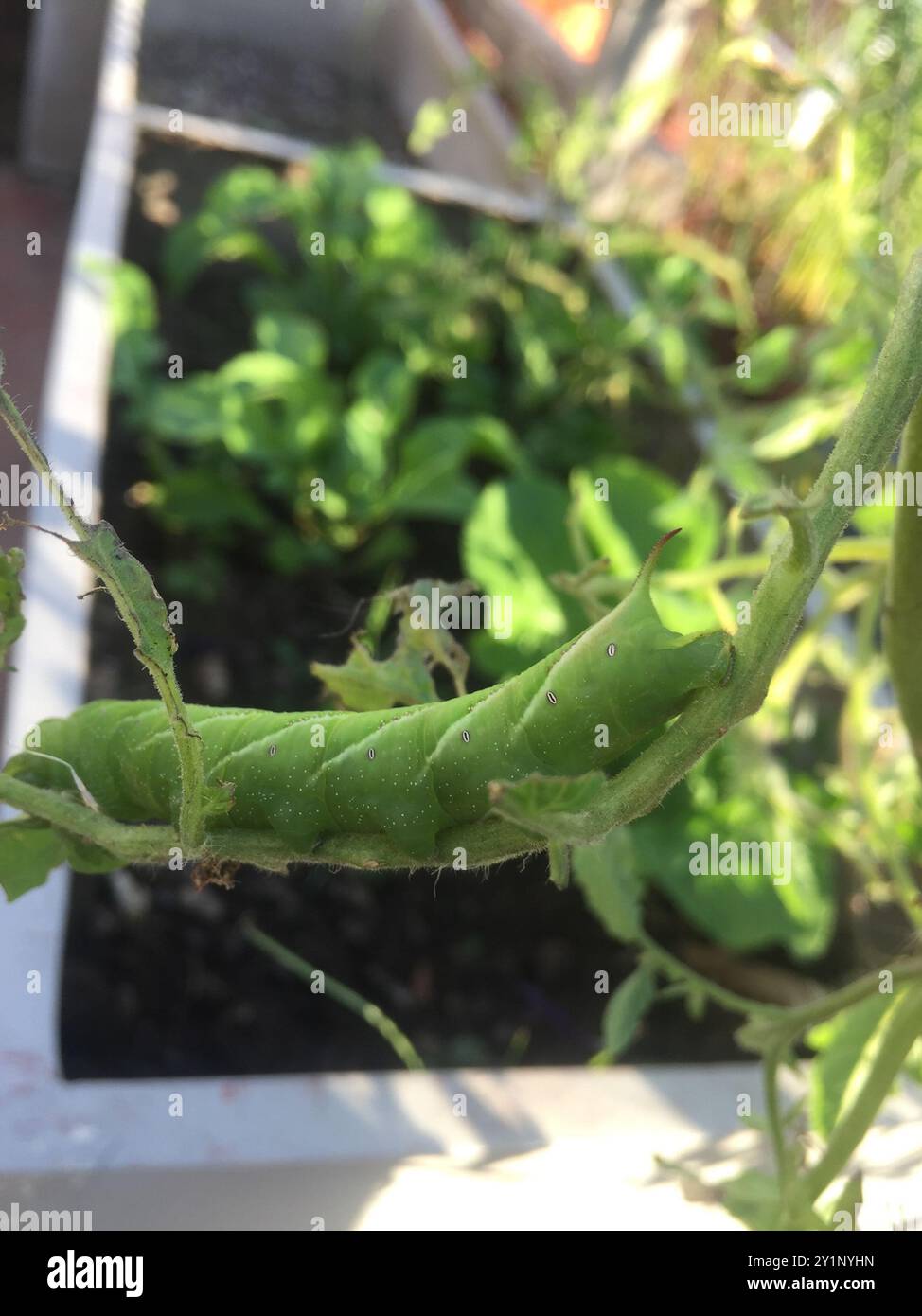 Manduca paphus hi-res stock photography and images - Alamy