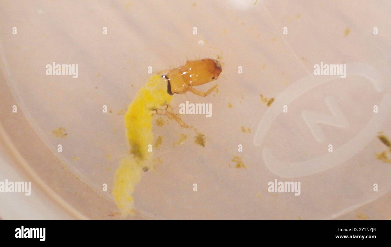 Little Black Caddisflies (Chimarra) Insecta Stock Photo - Alamy