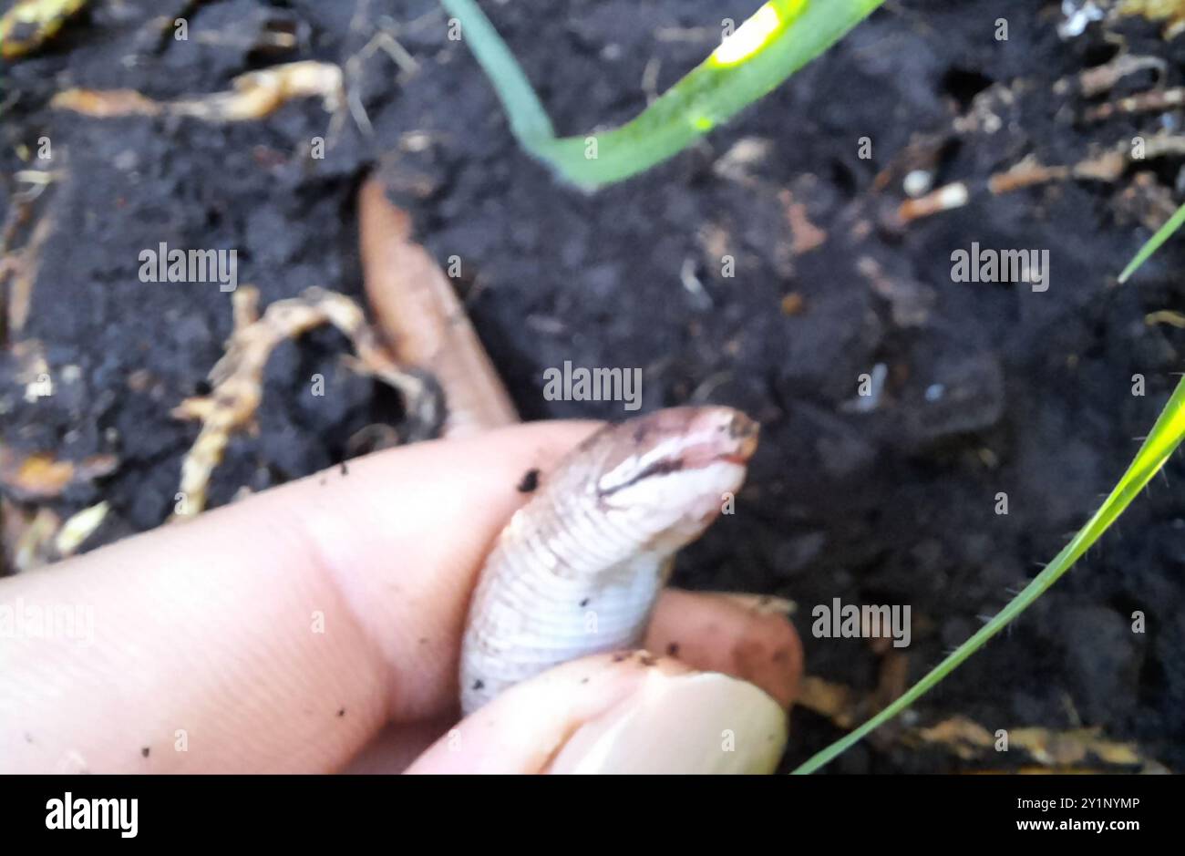 Darwin's Ringed Worm Lizard (Amphisbaena darwinii) Reptilia Stock Photo ...
