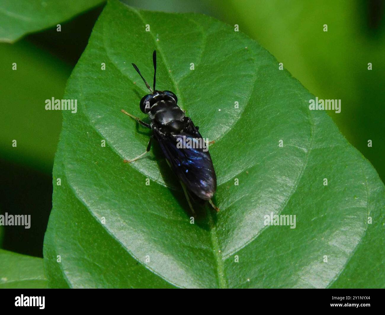 Black Soldier Fly (Hermetia illucens) Insecta Stock Photo - Alamy
