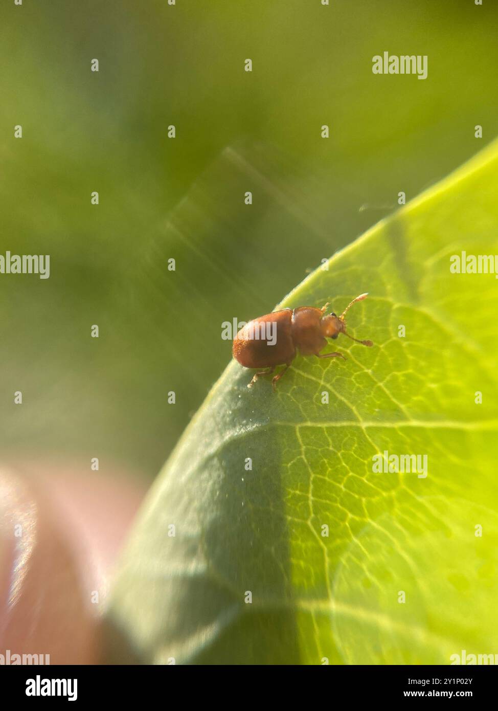 Epuraea aestiva hi-res stock photography and images - Alamy