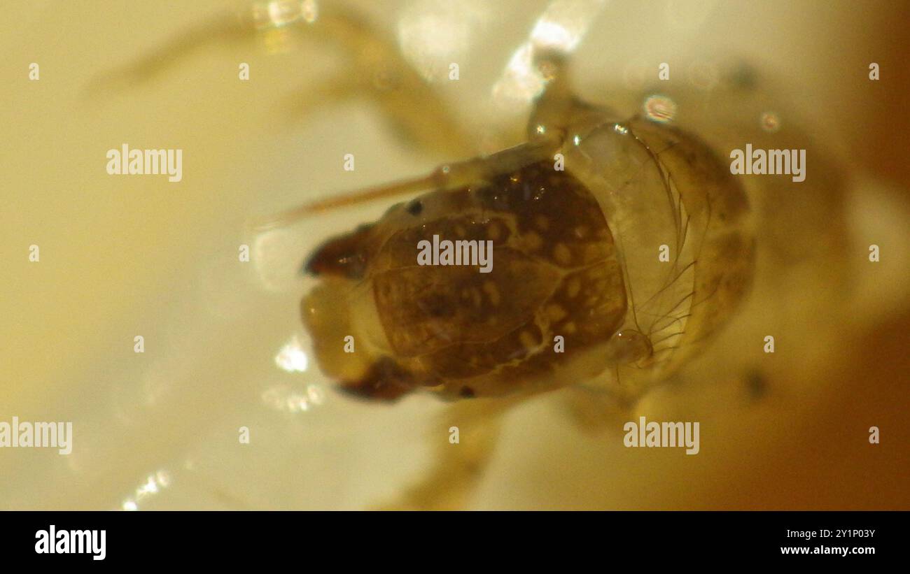 (Ceraclea maculata) Insecta Stock Photo - Alamy