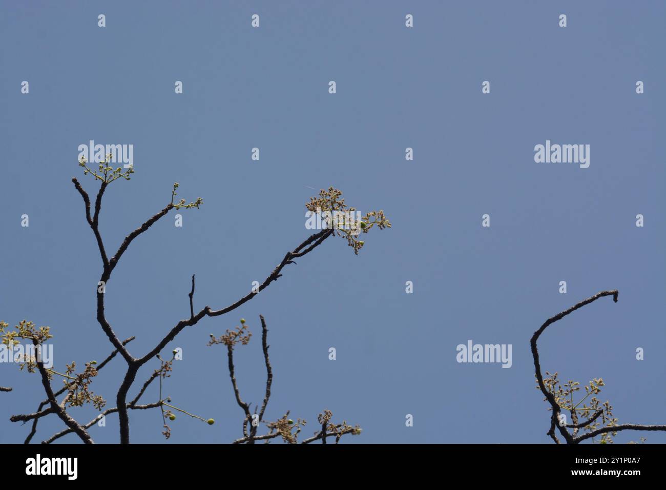 Garuga pinnata hi-res stock photography and images - Alamy