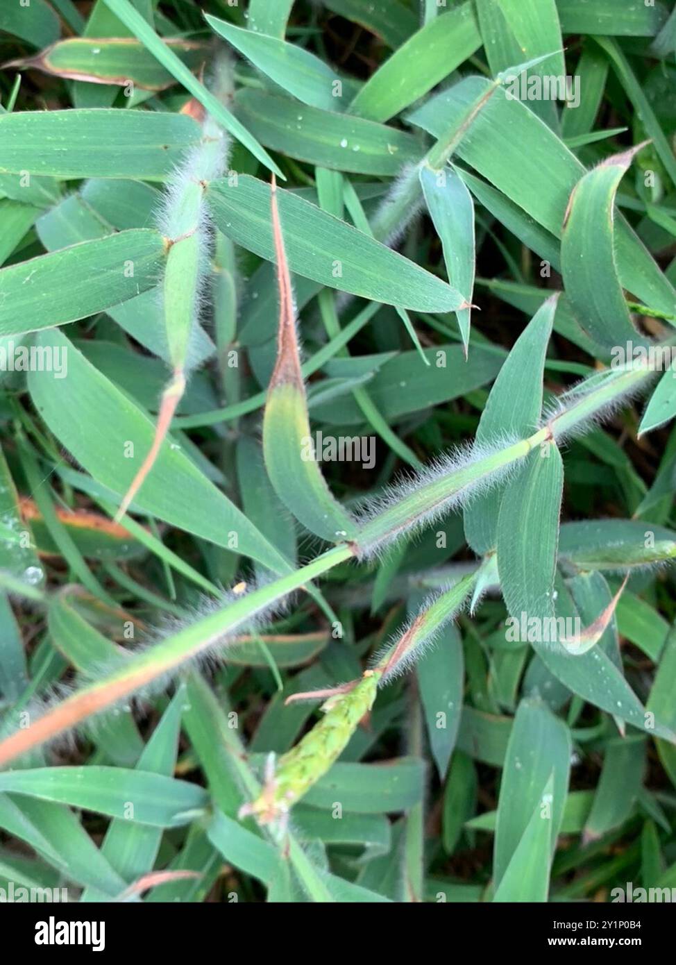 (Ischaemum ciliare) Plantae Stock Photo - Alamy