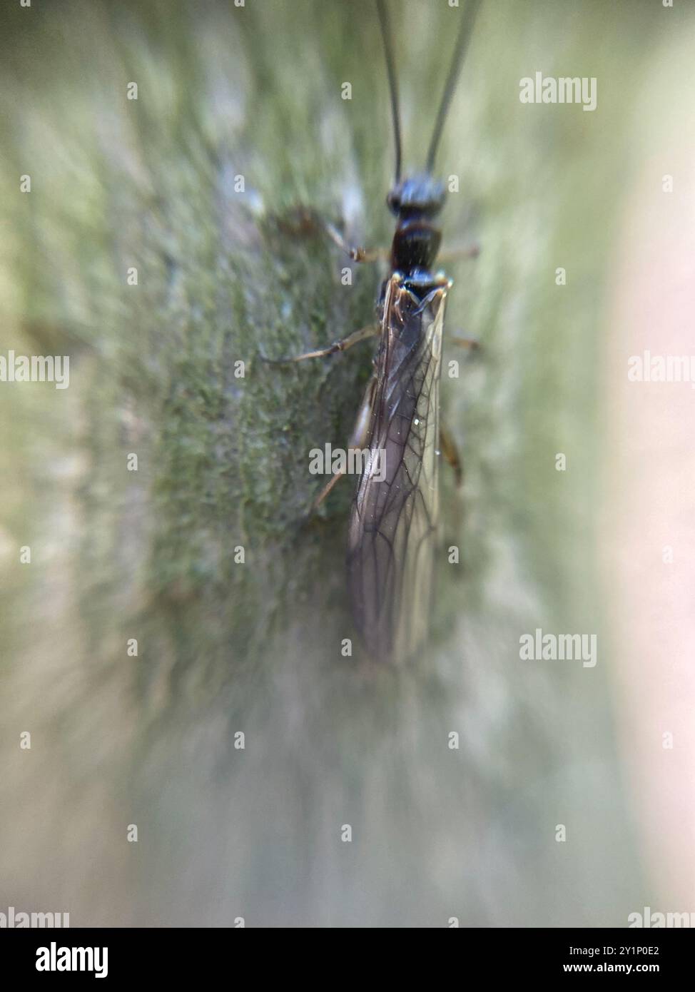 Forestflies (Nemouridae) Insecta Stock Photo - Alamy