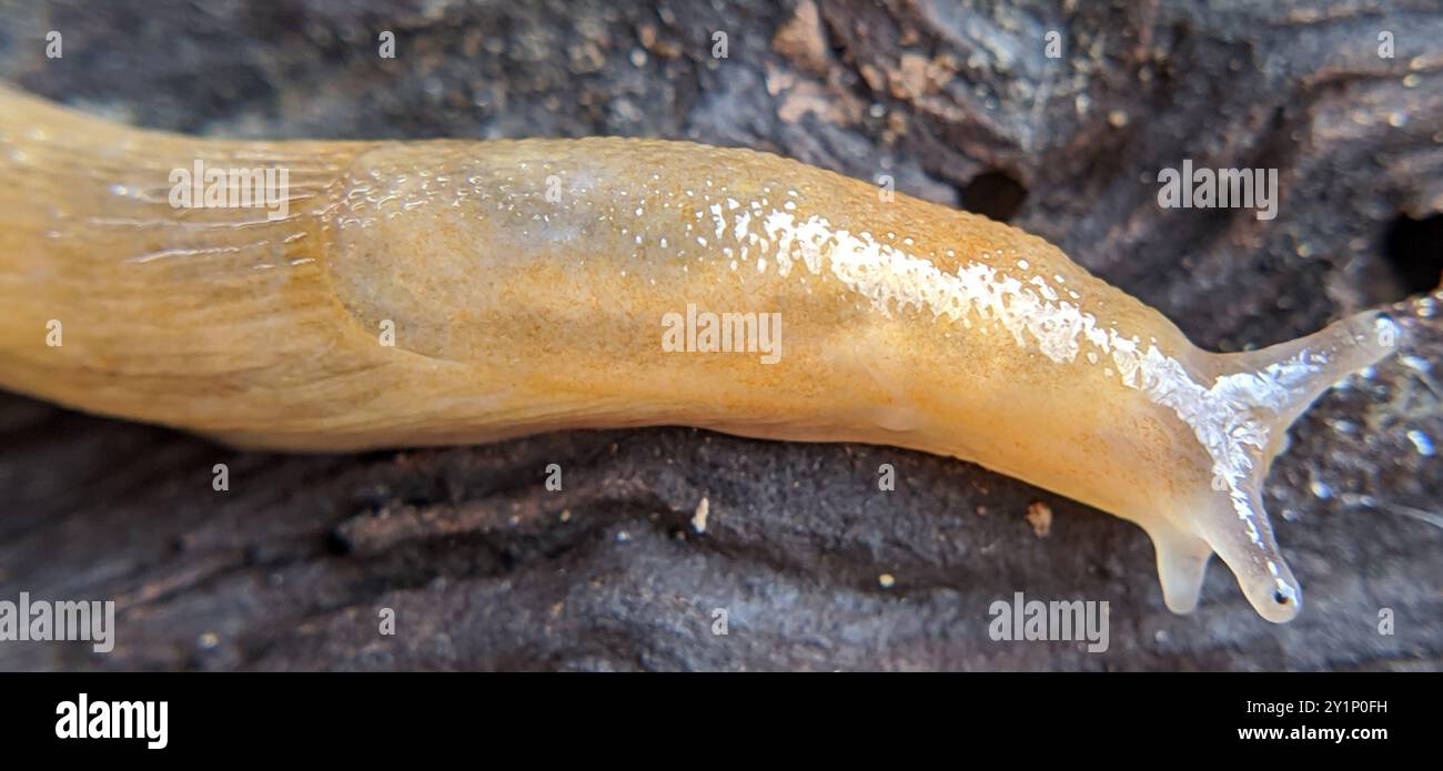Western Dusky Slug (Arion subfuscus) Mollusca Stock Photo - Alamy