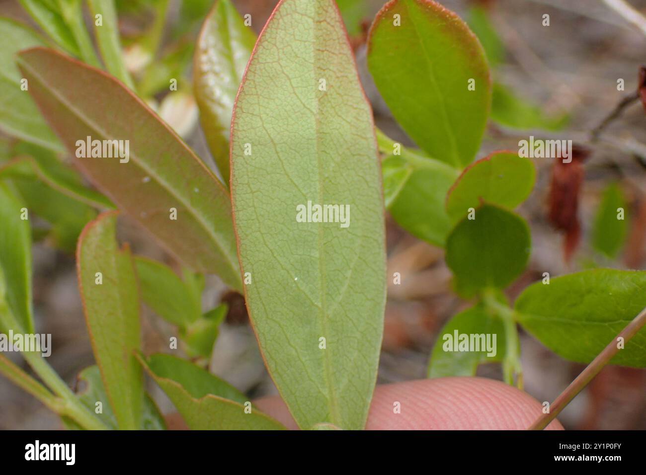 dwarf huckleberry (Gaylussacia dumosa) Plantae Stock Photo - Alamy