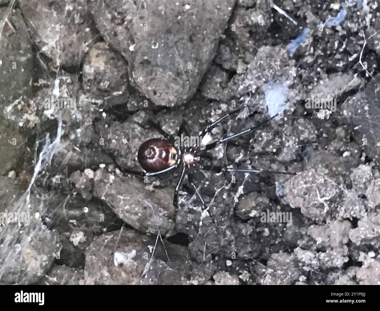 Comb-footed Spiders (Theridiidae) Arachnida Stock Photo - Alamy