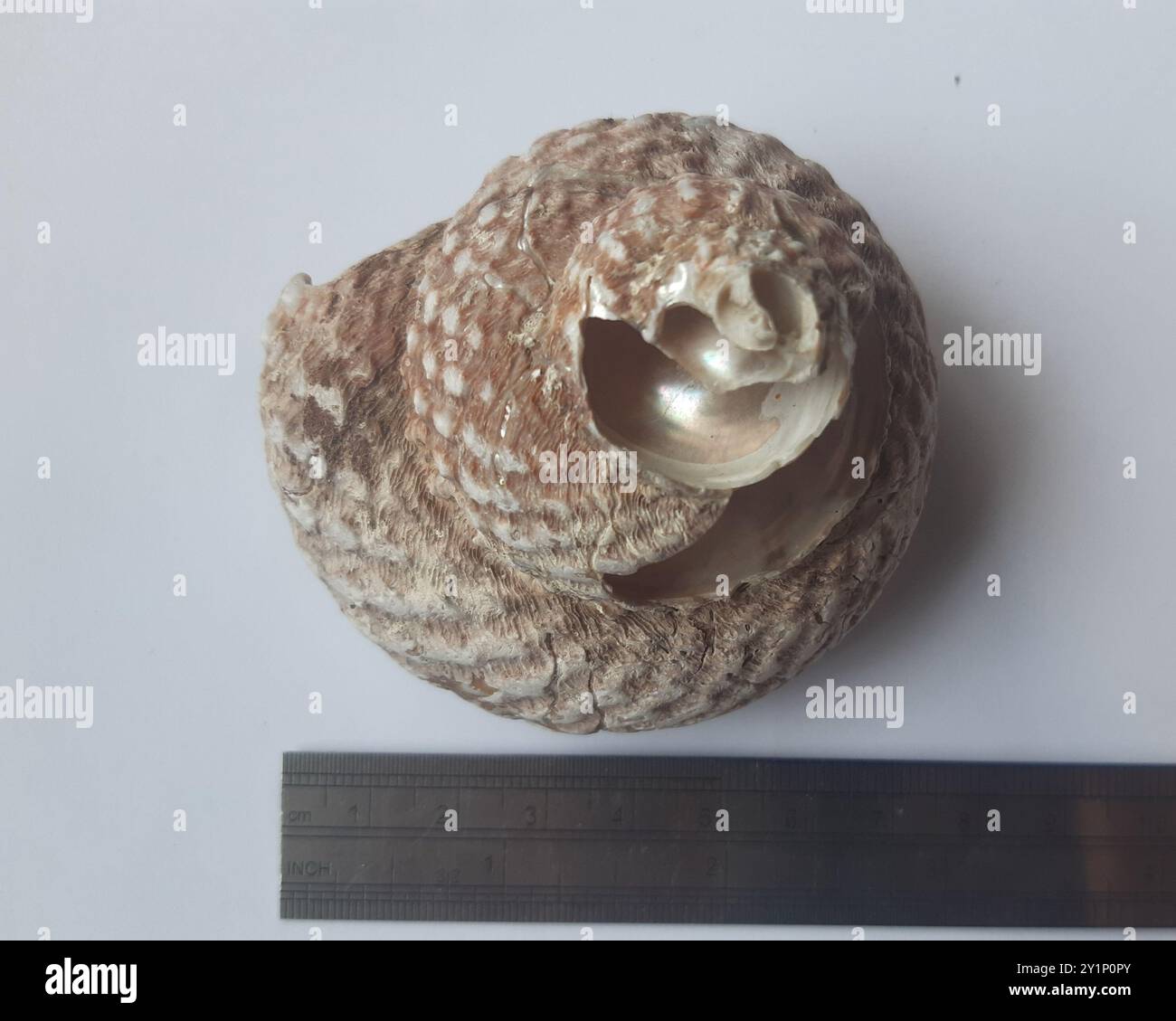 Cook's Turban (Cookia sulcata) Mollusca Stock Photo - Alamy