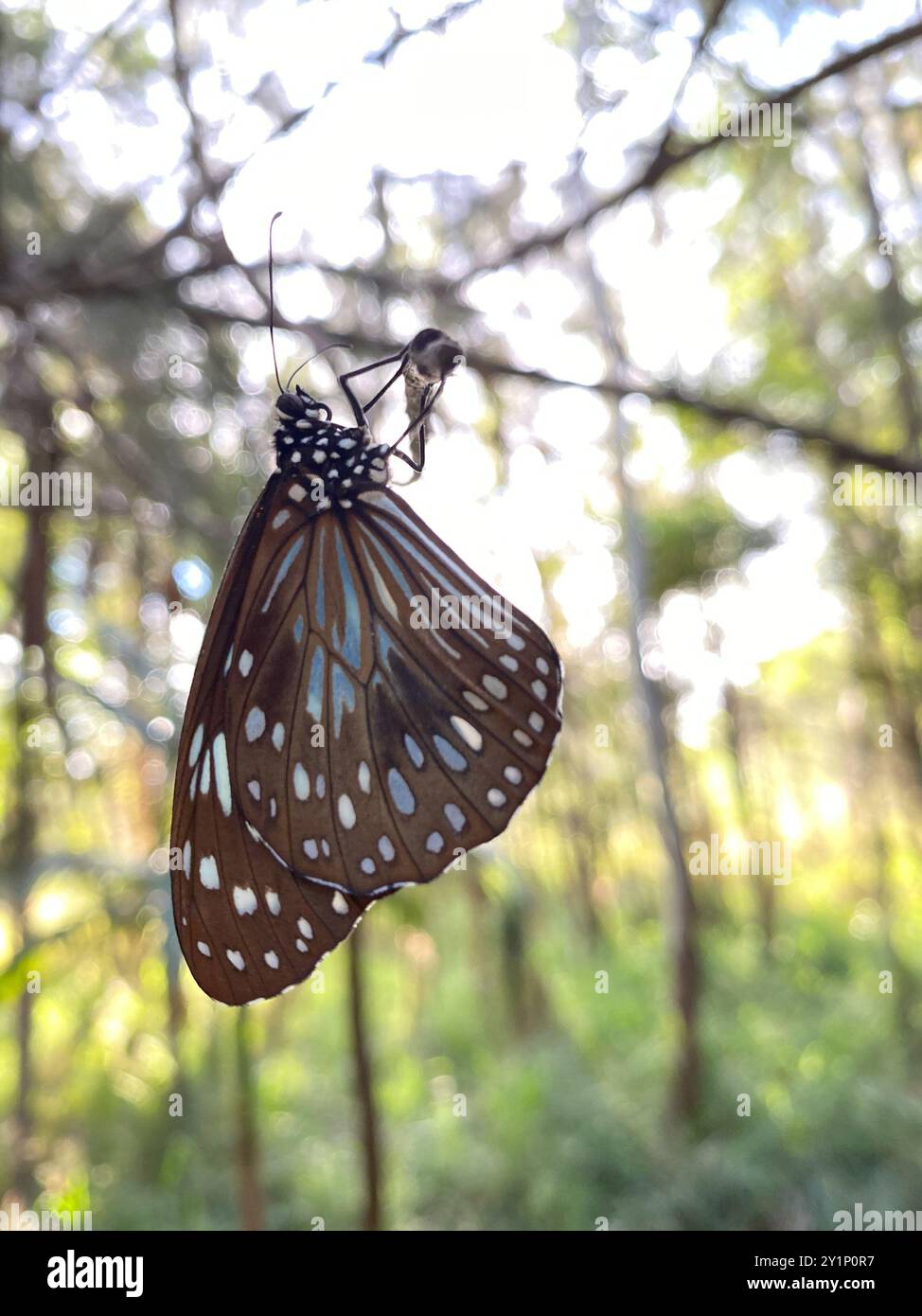 Blue Wanderer (Tirumala hamata) Insecta Stock Photo - Alamy