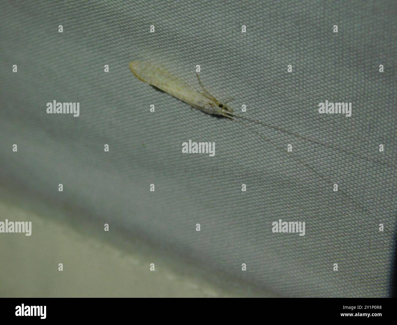 White Miller Caddisflies (Nectopsyche) Insecta Stock Photo - Alamy