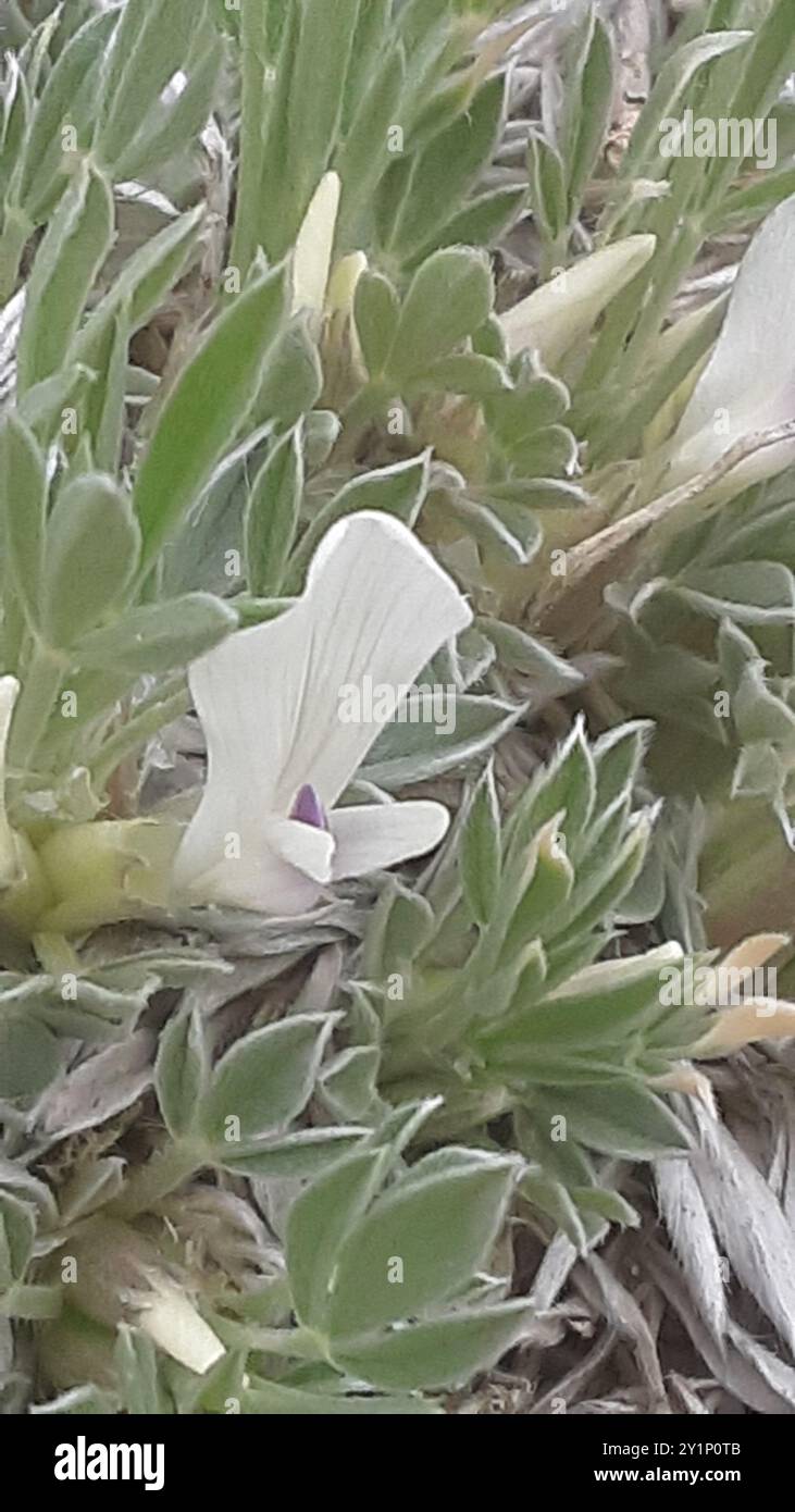 Threeleaf Milkvetch (Astragalus gilviflorus) Plantae Stock Photo - Alamy