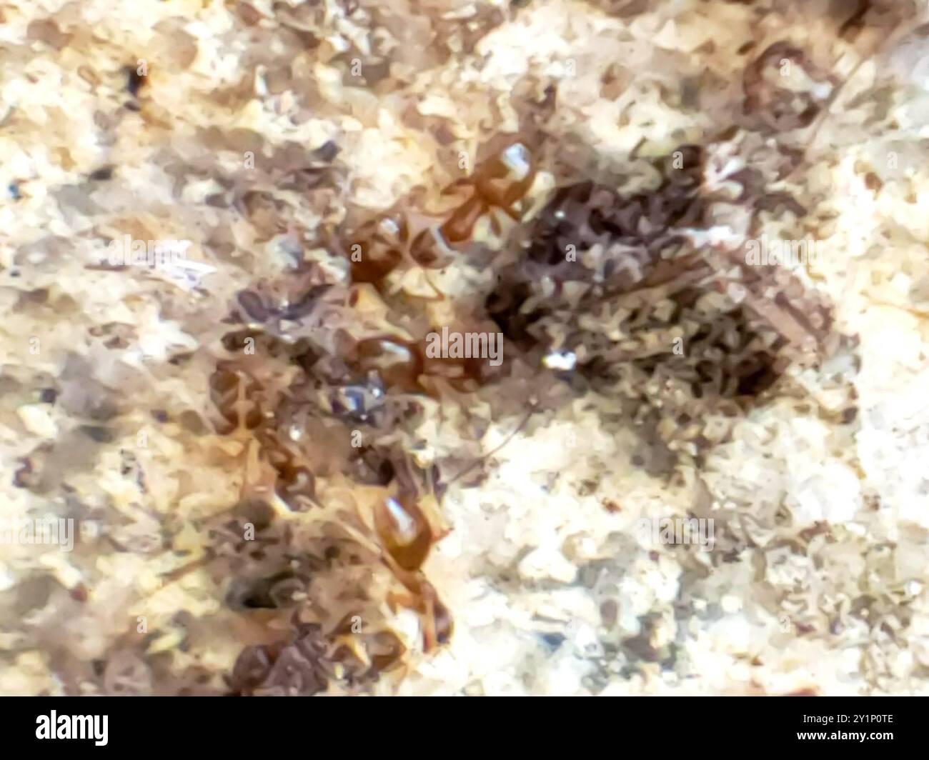 Citronella Ants, Fuzzy Ants, and Allies (Lasius) Insecta Stock Photo ...