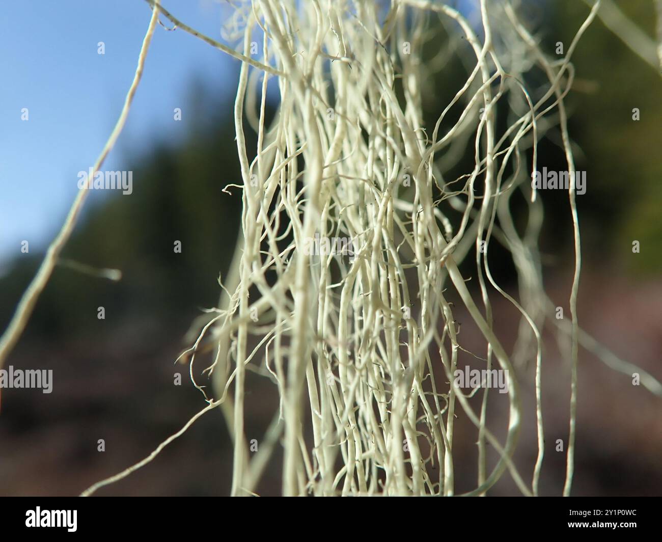 Witch's Hair (Alectoria sarmentosa) Fungi Stock Photo - Alamy