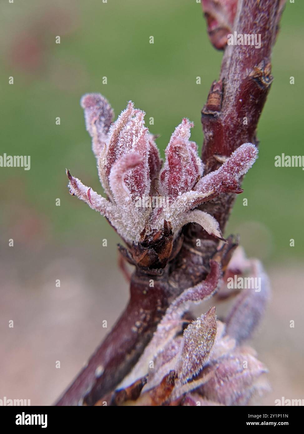 Apple Powdery Mildew (Podosphaera leucotricha) Fungi Stock Photo - Alamy