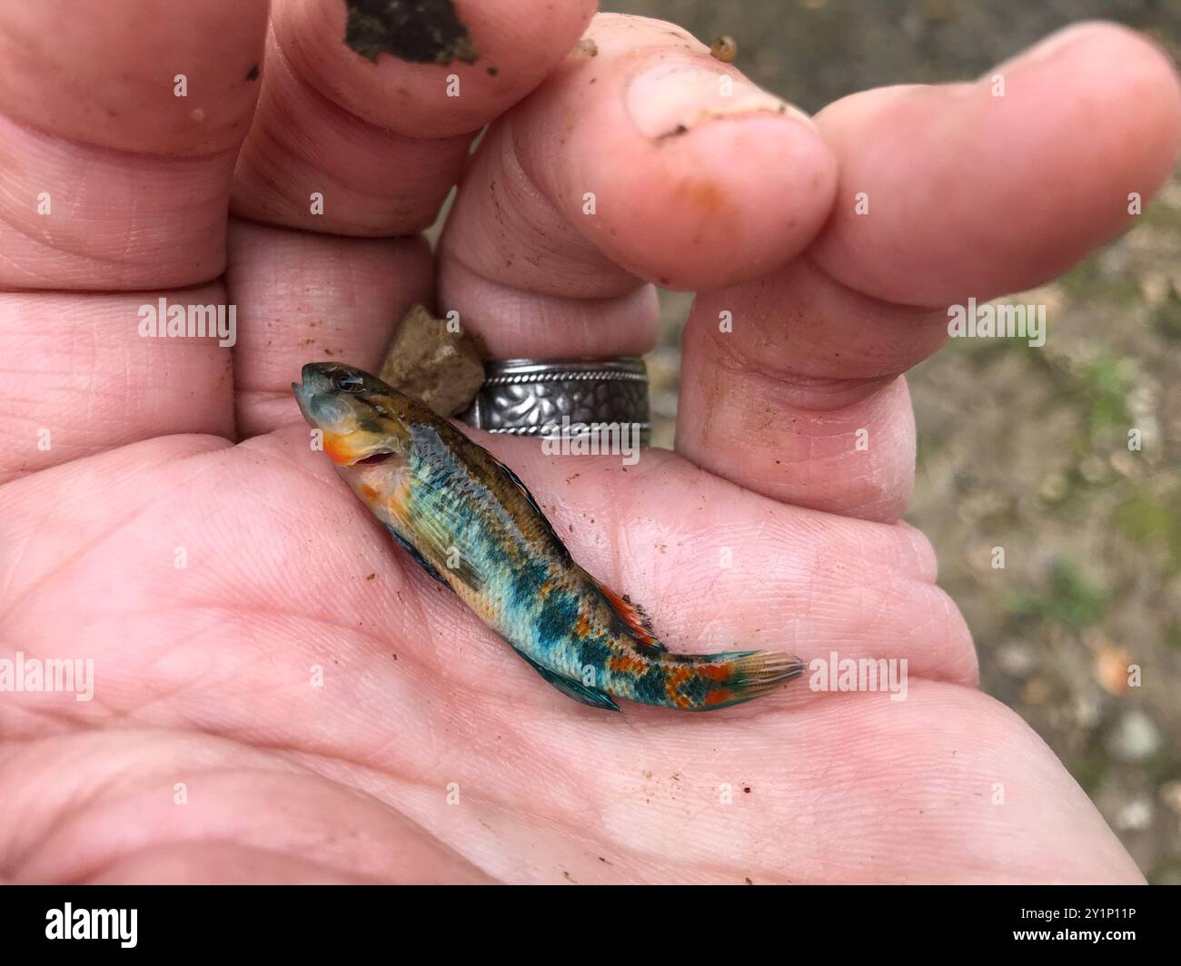 Orangethroat Darter (Etheostoma spectabile) Actinopterygii Stock Photo ...