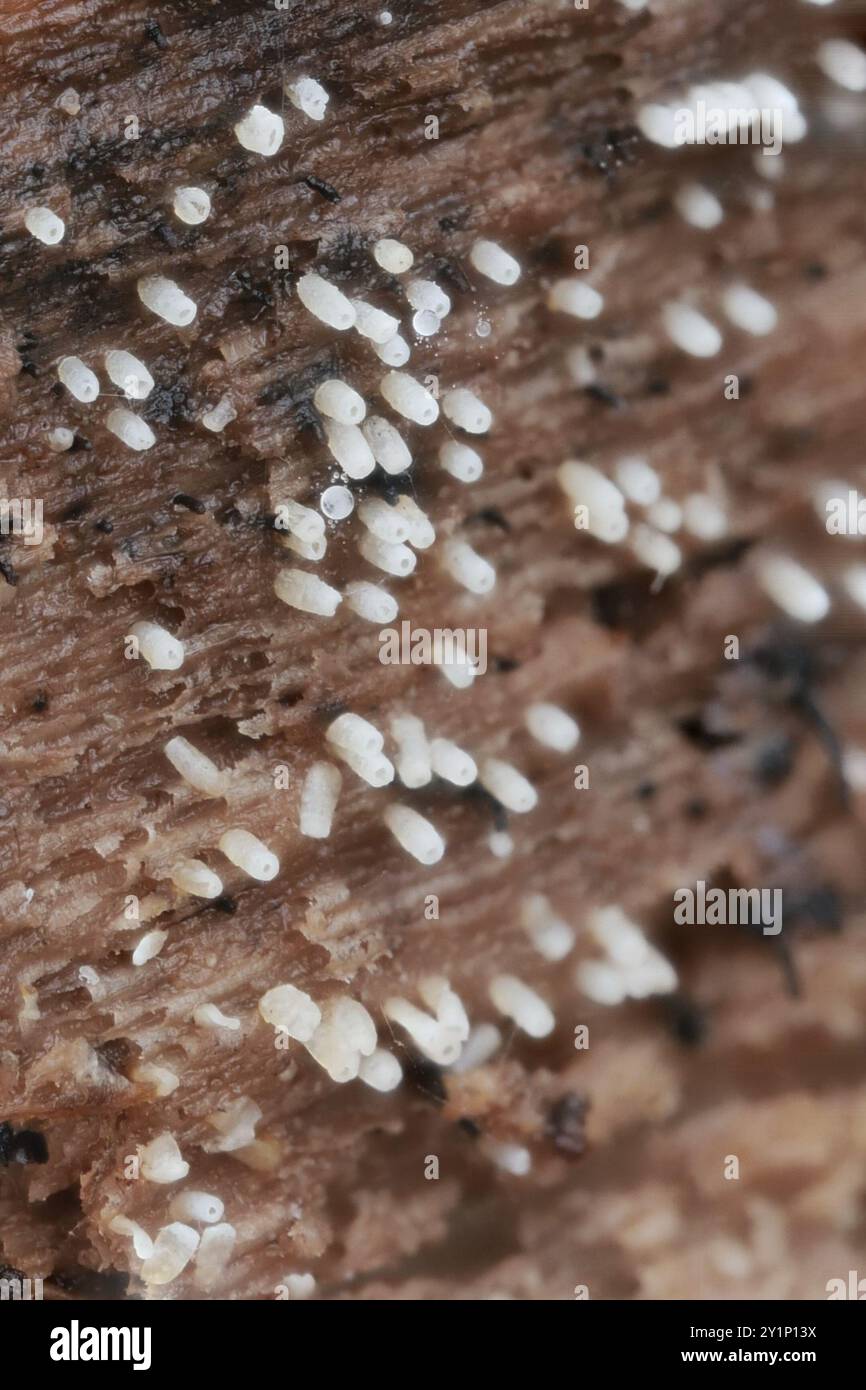 Henningsomyces hi-res stock photography and images - Alamy