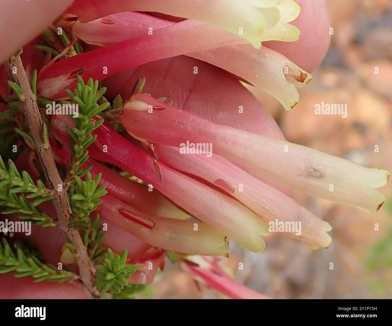 Twotone Heath (Erica versicolor) Plantae Stock Photo - Alamy