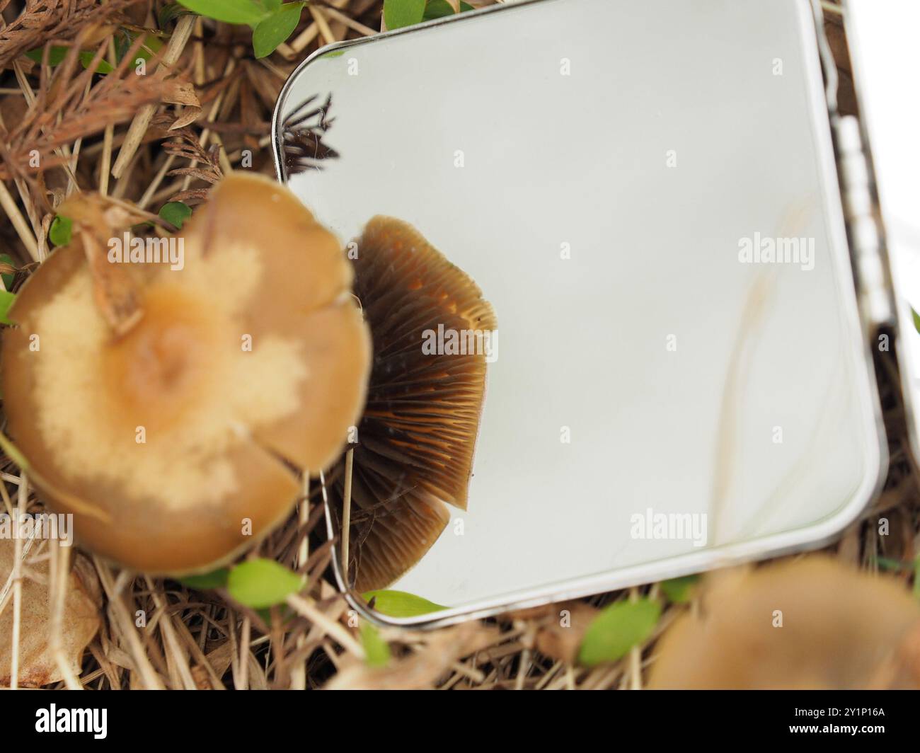 Psychedelic Ovoid Mushroom (Psilocybe ovoideocystidiata) Fungi Stock ...