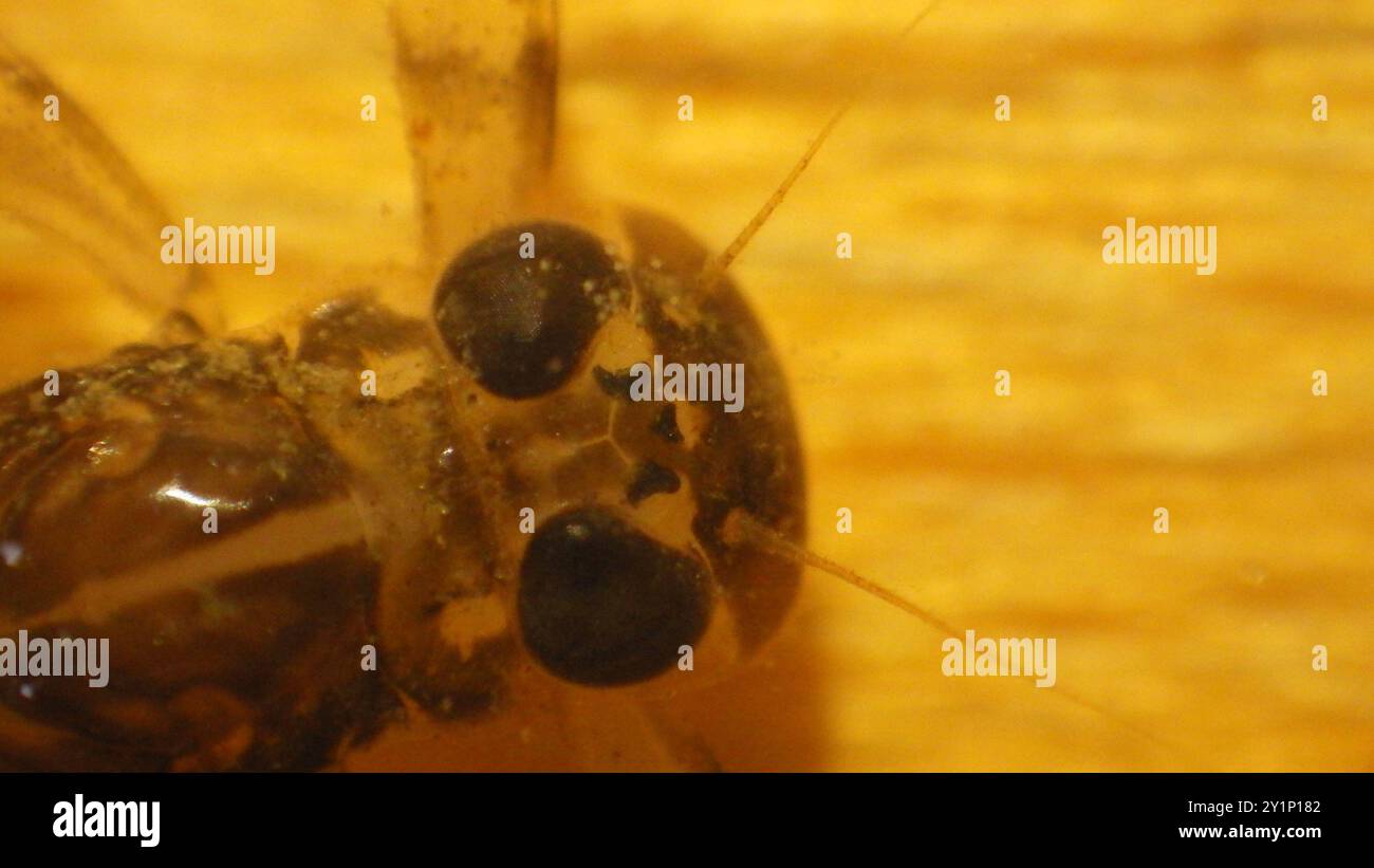 Orange Cahill (Stenacron interpunctatum) Insecta Stock Photo - Alamy