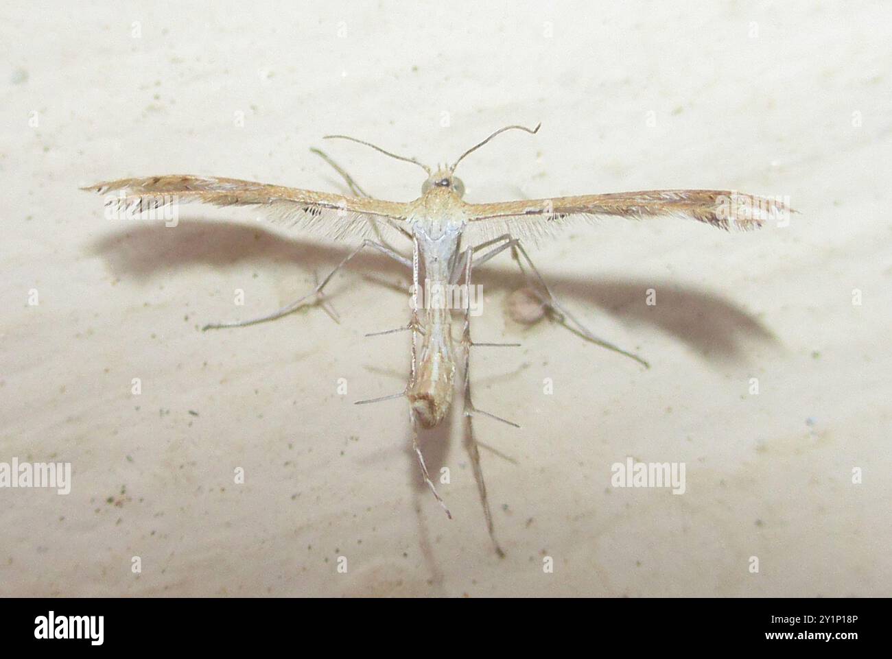 Plume moths pterophoridae insecta hi-res stock photography and images ...