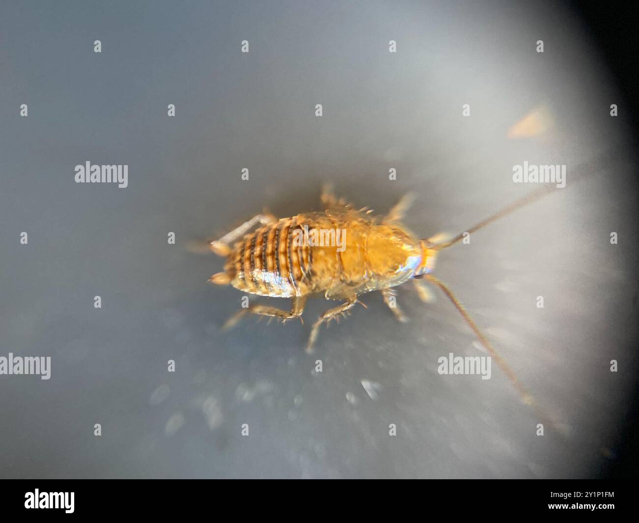 Dusky Cockroach (Ectobius lapponicus) Insecta Stock Photo - Alamy