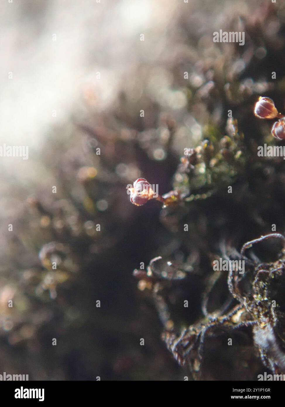 Black Rock Moss (Andreaea rupestris) Plantae Stock Photo - Alamy