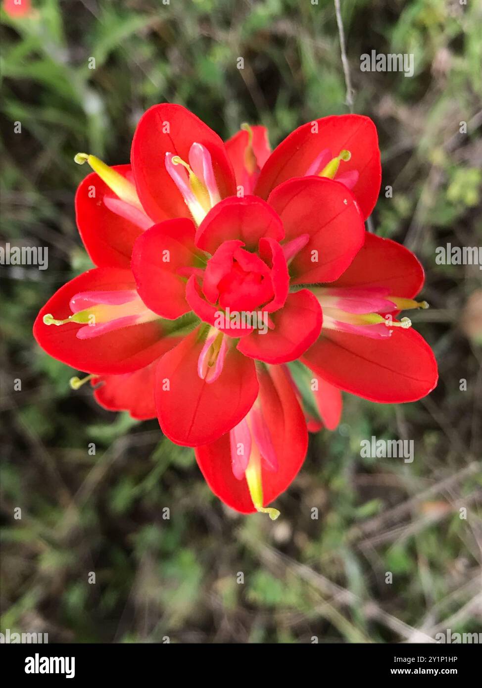 Texas Paintbrush (Castilleja indivisa) Plantae Stock Photo - Alamy