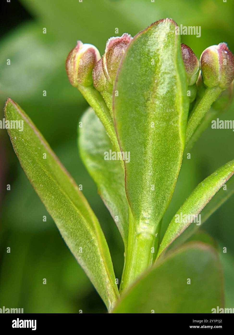 Perennial Candytuft (Iberis sempervirens) Plantae Stock Photo - Alamy