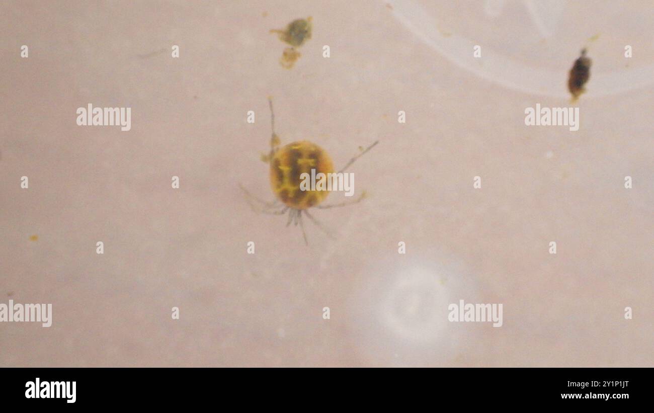 Water Mites (Hydrachnidia) Arachnida Stock Photo - Alamy