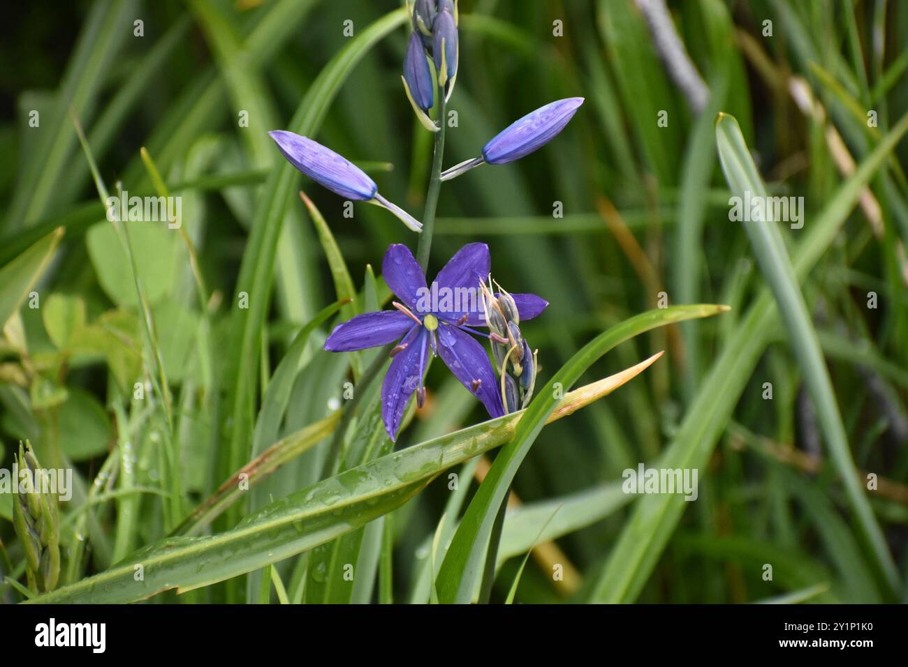 great camas (Camassia leichtlinii) Plantae Stock Photo - Alamy