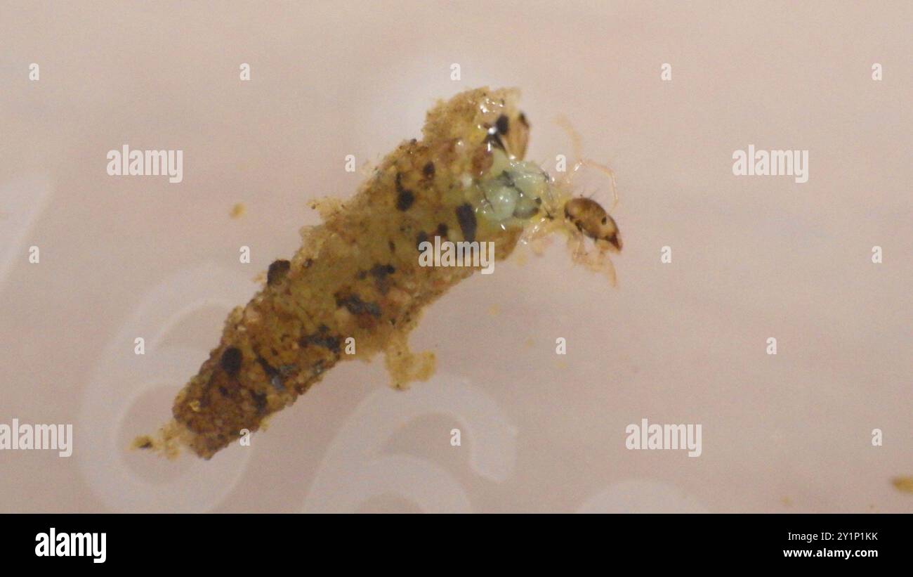 (Ceraclea maculata) Insecta Stock Photo - Alamy