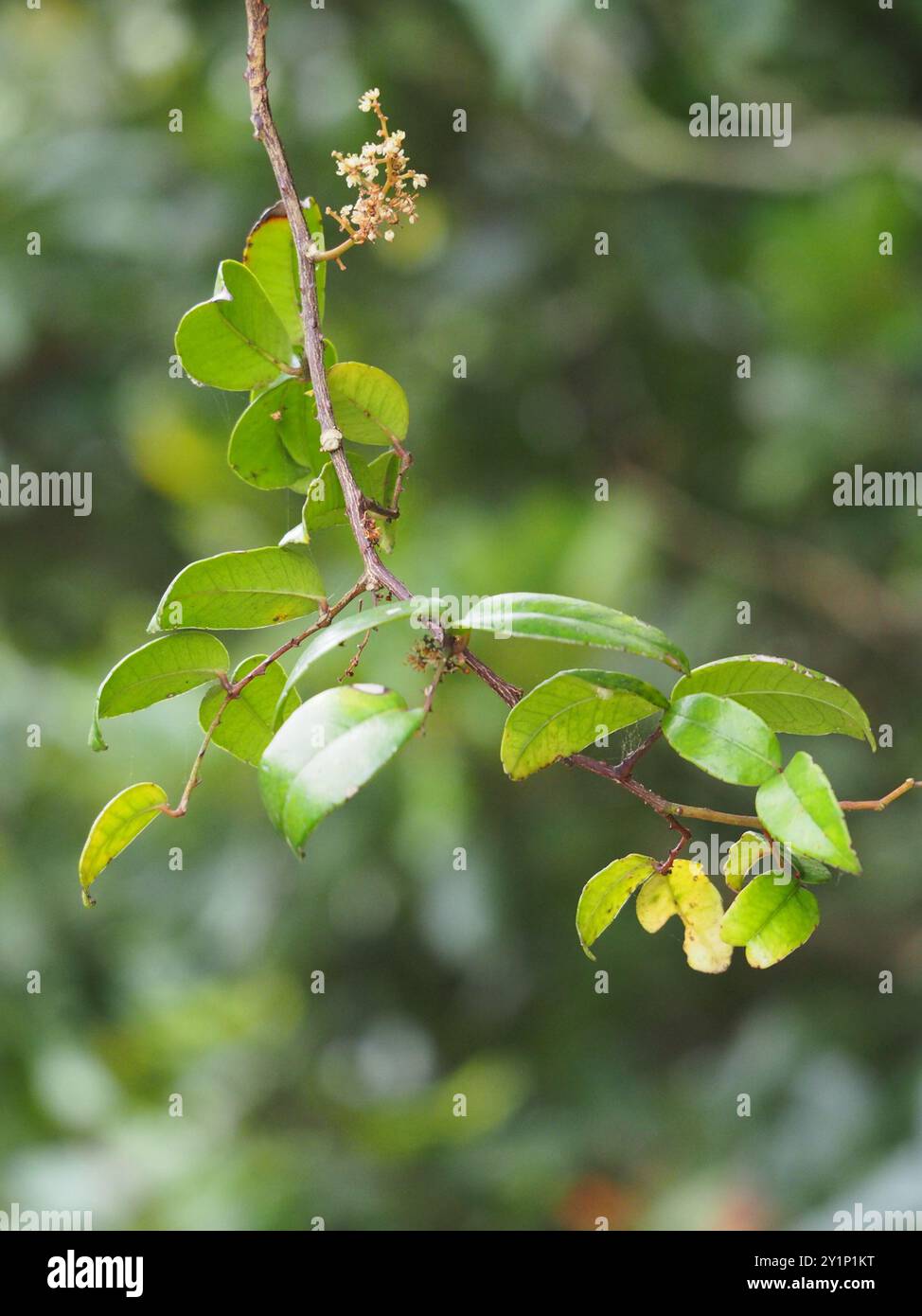 Shiny-leaved Prickly Ash (Zanthoxylum nitidum) Plantae Stock Photo - Alamy