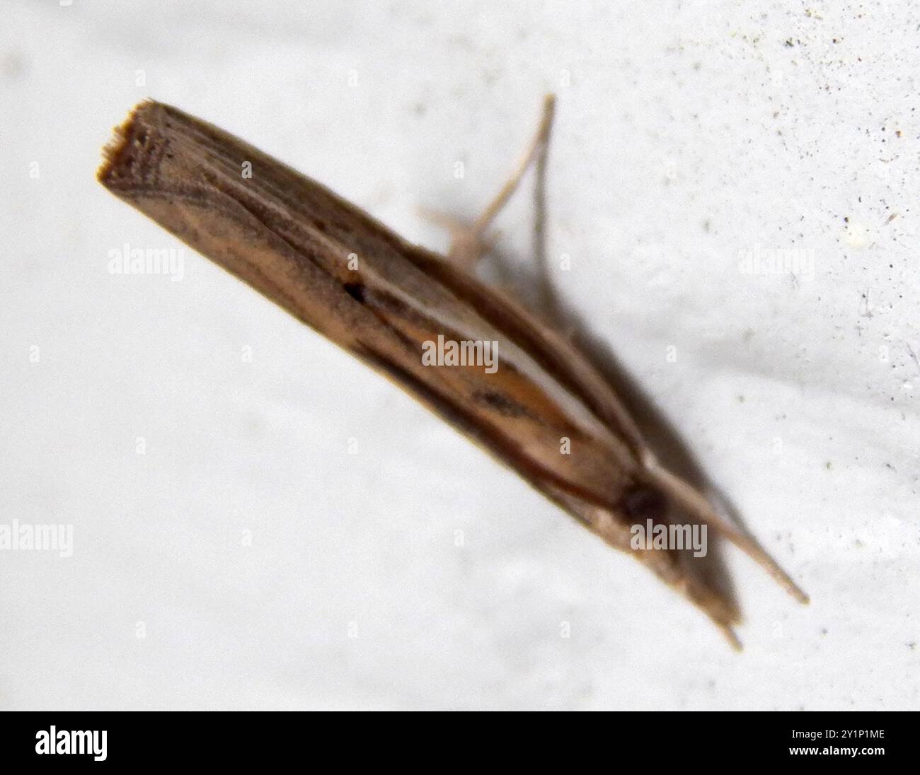 Carpet-grass Webworm Moth (Fissicrambus haytiellus) Insecta Stock Photo ...