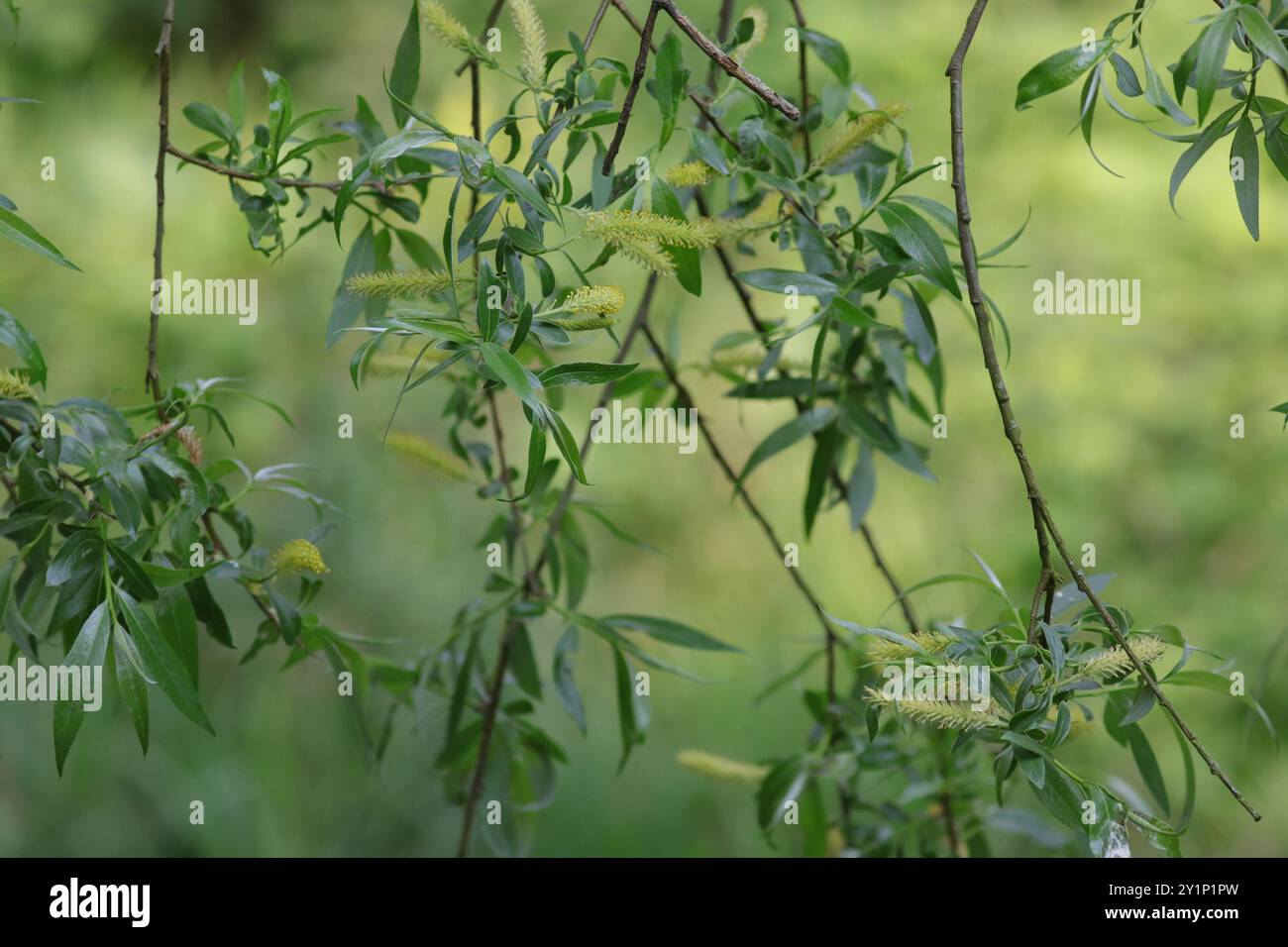 hybrid crack willow (Salix × fragilis) Plantae Stock Photo - Alamy