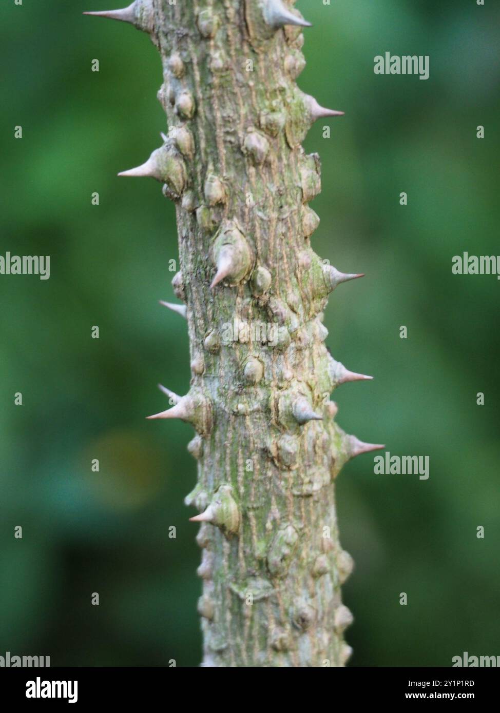 Chinese Wingleaf Prickly Ash (Zanthoxylum avicennae) Plantae Stock ...