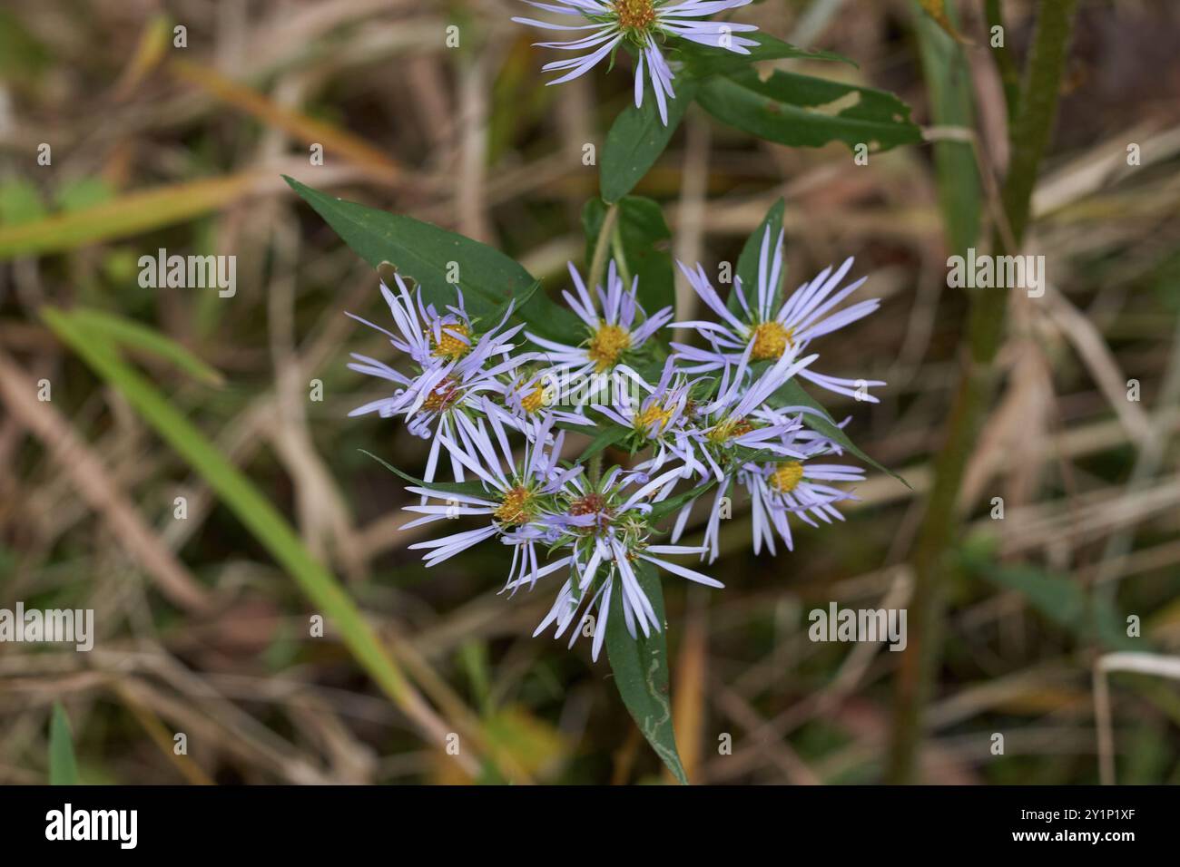 swamp aster (Symphyotrichum puniceum) Plantae Stock Photo - Alamy