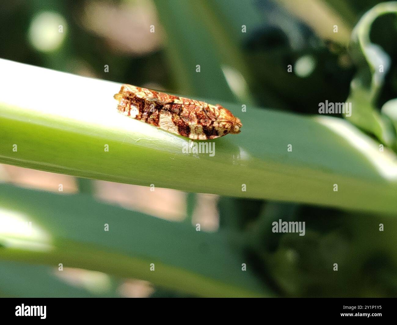 Fruit tree leafroller moth hi-res stock photography and images - Alamy