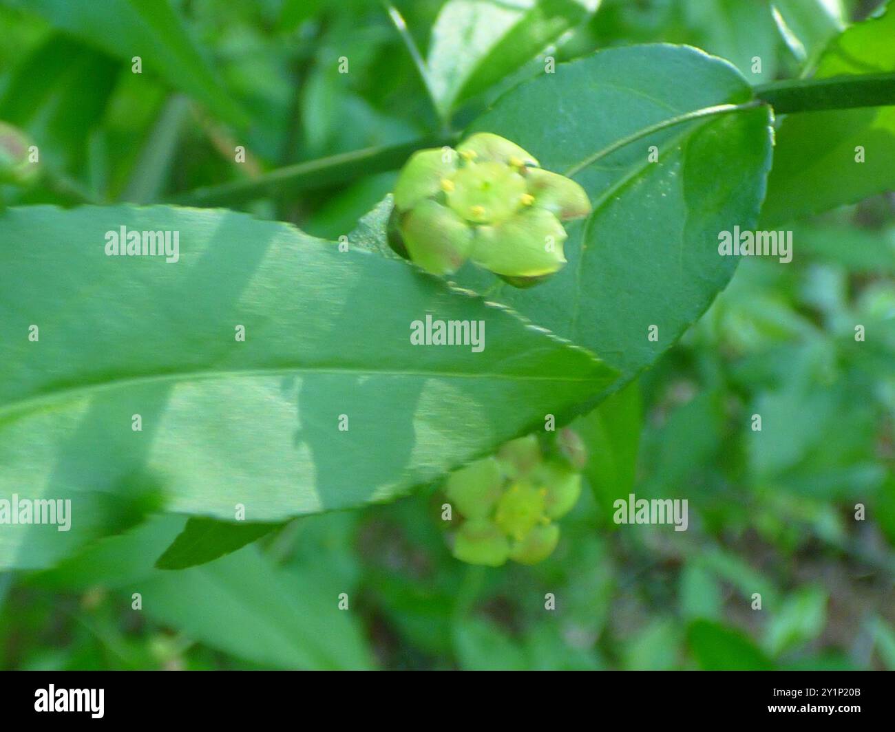 strawberry bush (Euonymus americanus) Plantae Stock Photo - Alamy