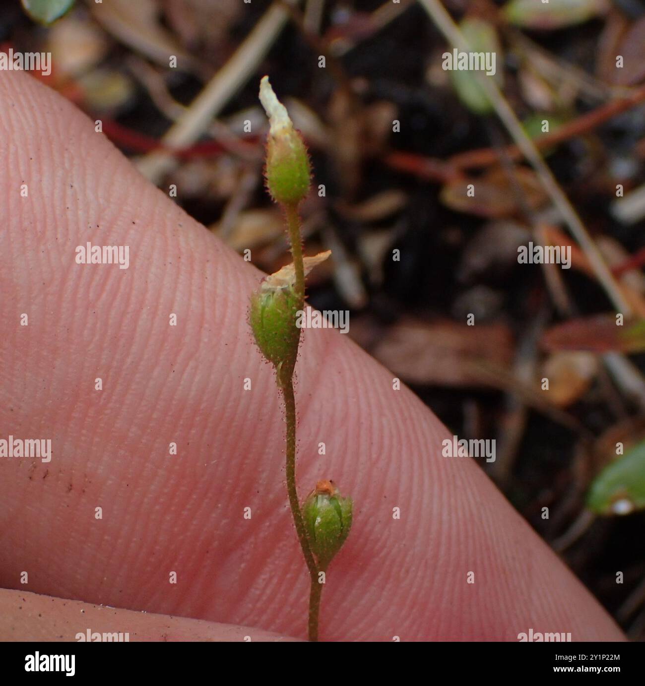 dwarf sundew (Drosera brevifolia) Plantae Stock Photo - Alamy
