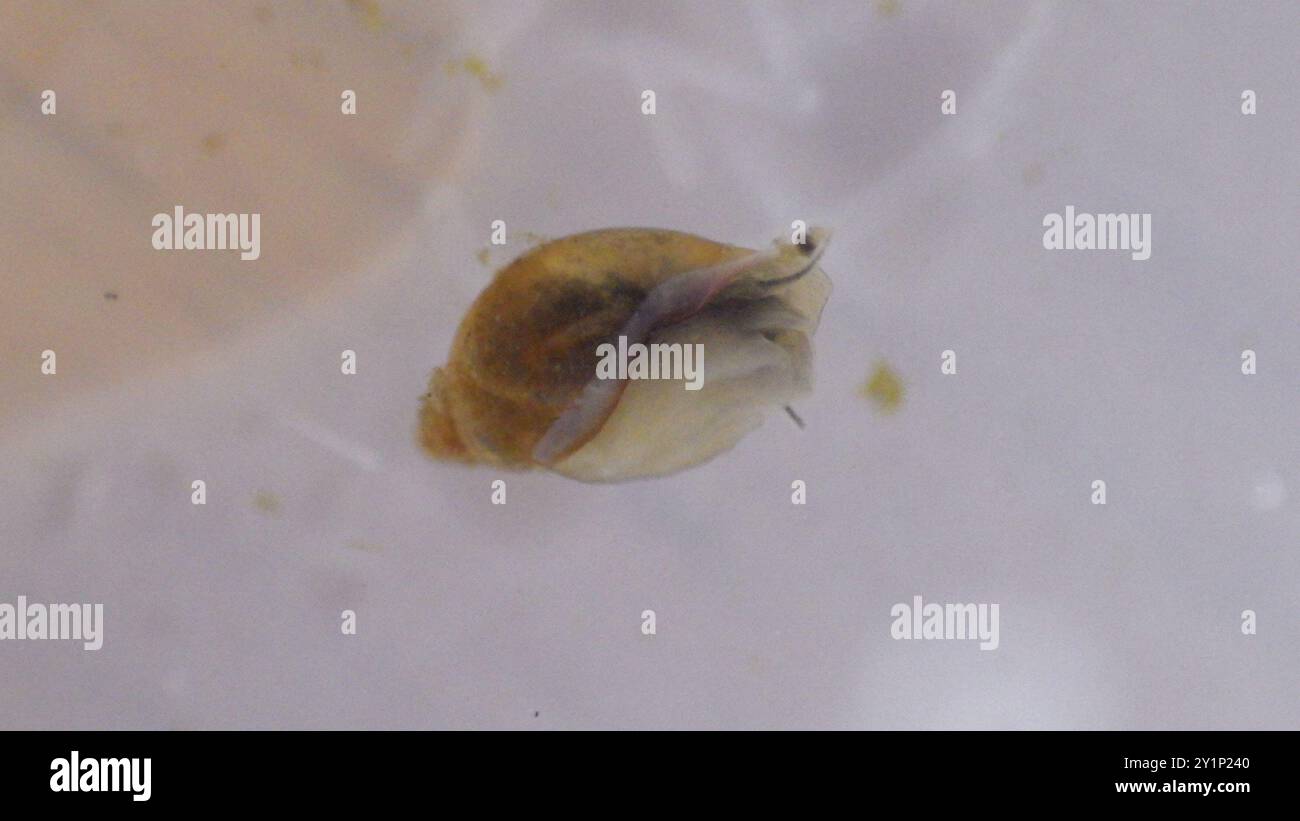 Bladder Snails (Physidae) Mollusca Stock Photo - Alamy