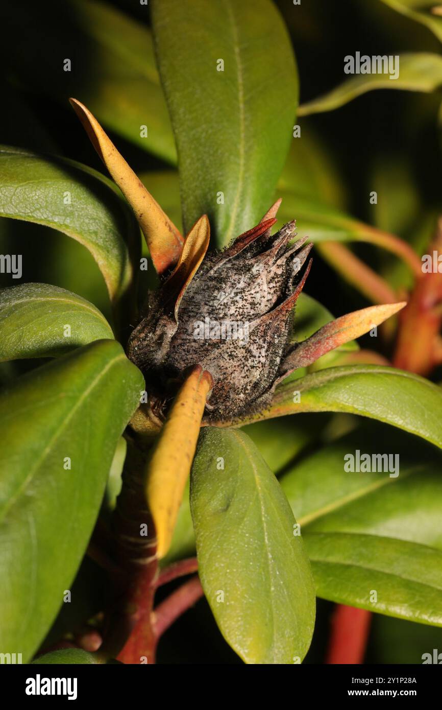 Rhododendron Blight (Seifertia azaleae) Fungi Stock Photo - Alamy