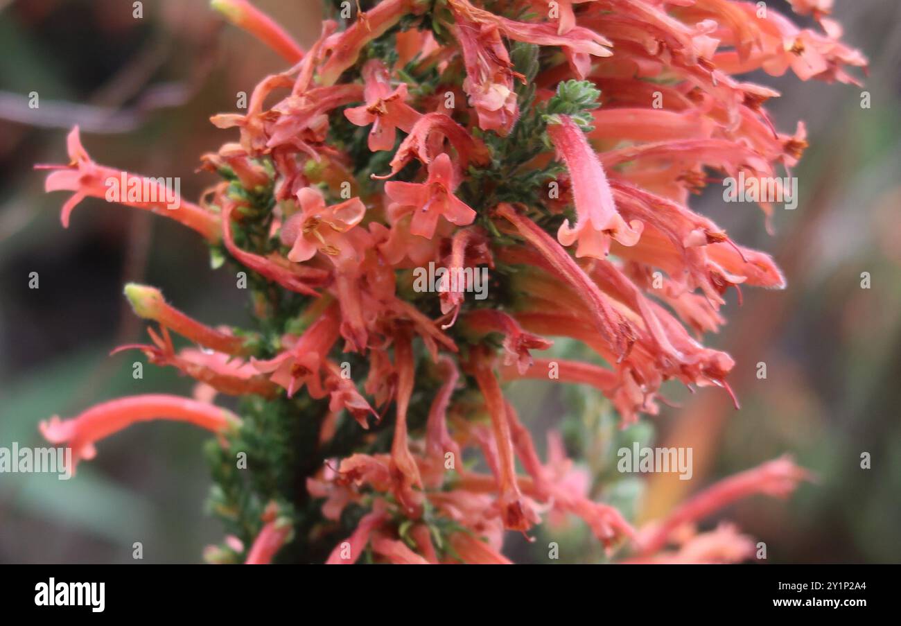 Common Water Heath (Erica curviflora curviflora) Plantae Stock Photo ...