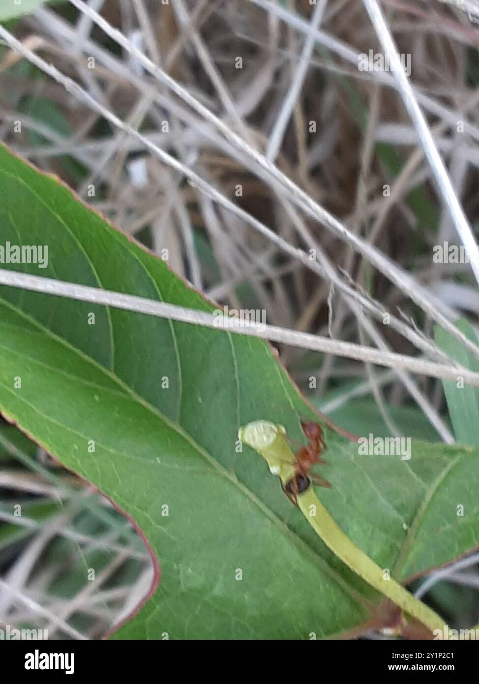Florida Carpenter Ant (Camponotus floridanus) Insecta Stock Photo - Alamy