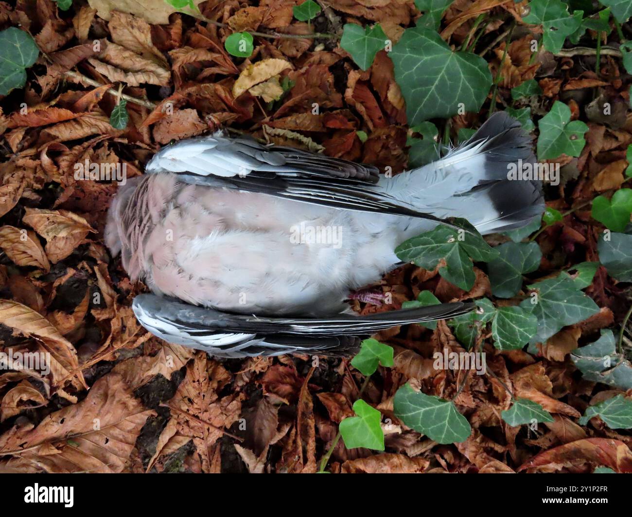 Wilde ringeltaube hi-res stock photography and images - Alamy