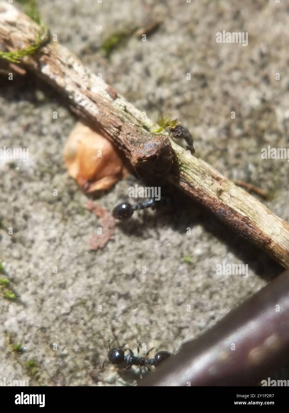 Long-spined Acorn Ant (Temnothorax longispinosus) Insecta Stock Photo ...