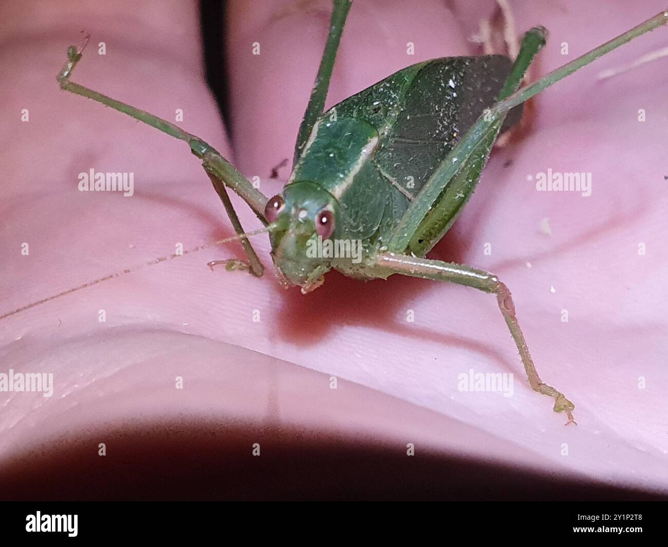 Australian Common Garden Katydid (Caedicia simplex) Insecta Stock Photo ...